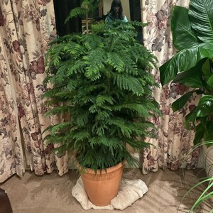 Chisos Red Oak Tree Seedling Well Established Roots Weeping Leaves ...