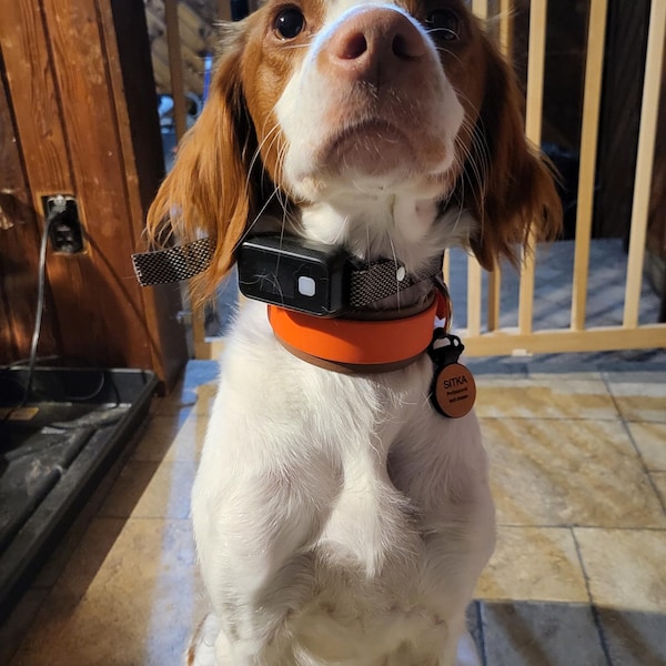 The Vera Bling Biothane® Collar | Beta Biothane® Collar | Gemstone ...