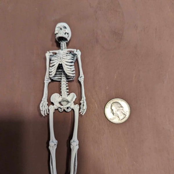 Human Skeleton Full - 1:12 Scale Miniature Size for Horror Diorama ...