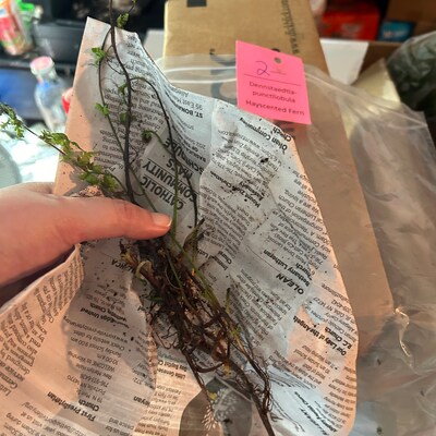 Carex Lurida Shallow Sedge Bareroot Wetland Restoration Live Plant ...
