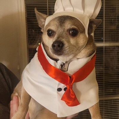 Halloween Chef Dog Cat Pet Costume, Kitchen Helper Assistant Costume - Etsy