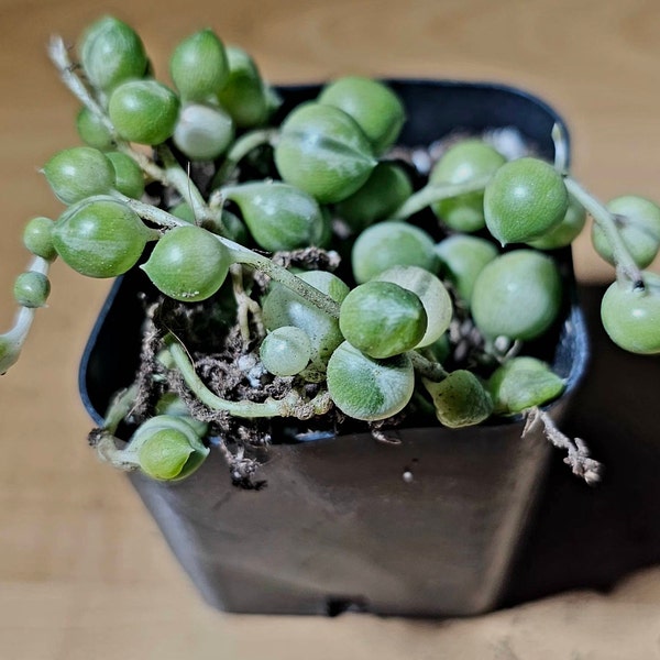 Opuntia Subulata or Austrocylindropuntia Subulata Eves Needle Eves Pin ...