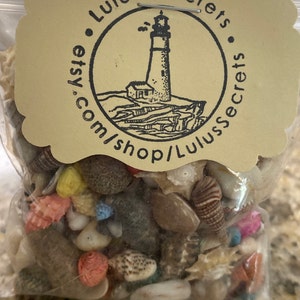 Astraea Calcar Shells Spurred Turban Shells 1/2 1 | Etsy