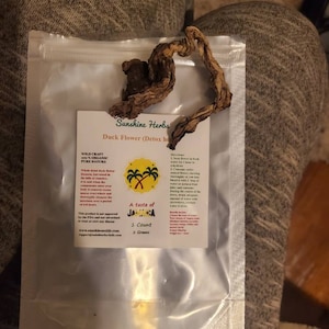 Jamaican Duck Flower Capsules Aristolochia Grandiflora - Etsy