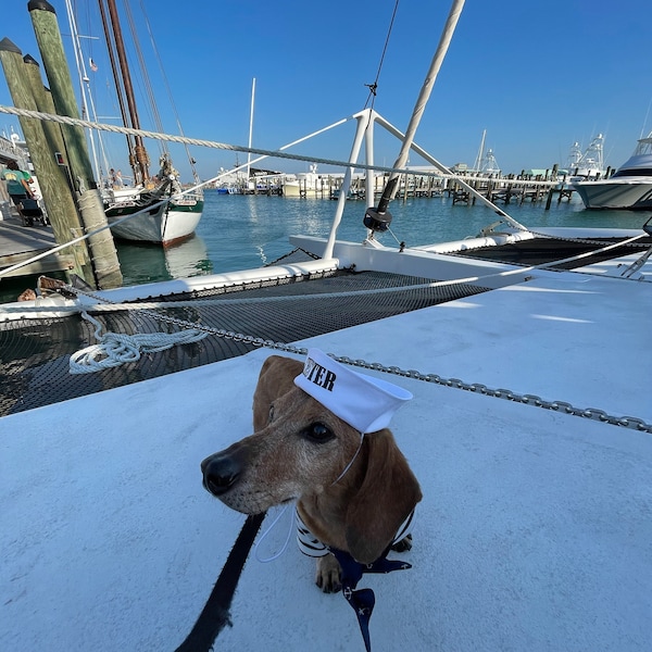 Sailor Look Outfit Set - Custom Pet Sailor Hat Set, Anchor Scarf, Navy ...