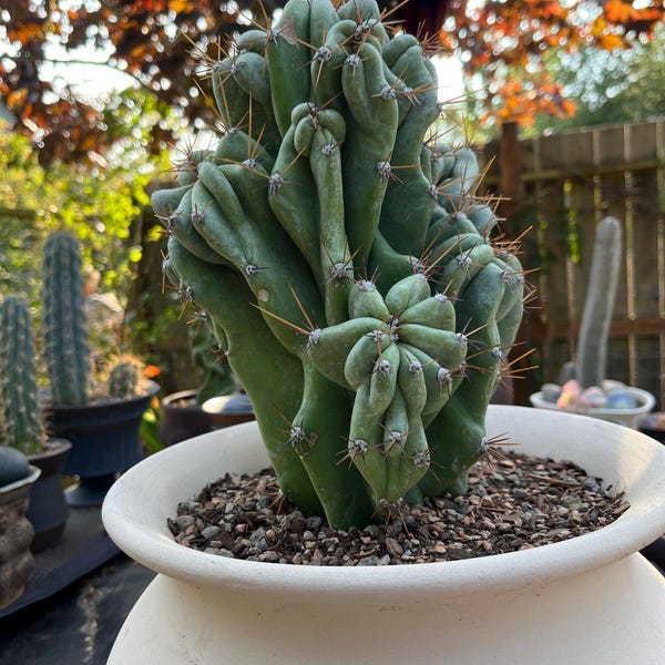 Opuntia Cactus Dinner Plate Nopal Silver Dollar Cactus 22”tall 14" Wide ...