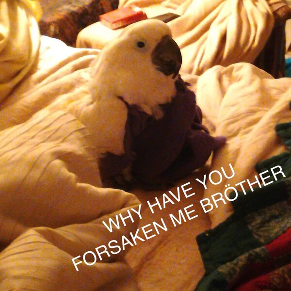 Parrot Extra Coverage Clothing, Specifically for Birds That Pluck and ...