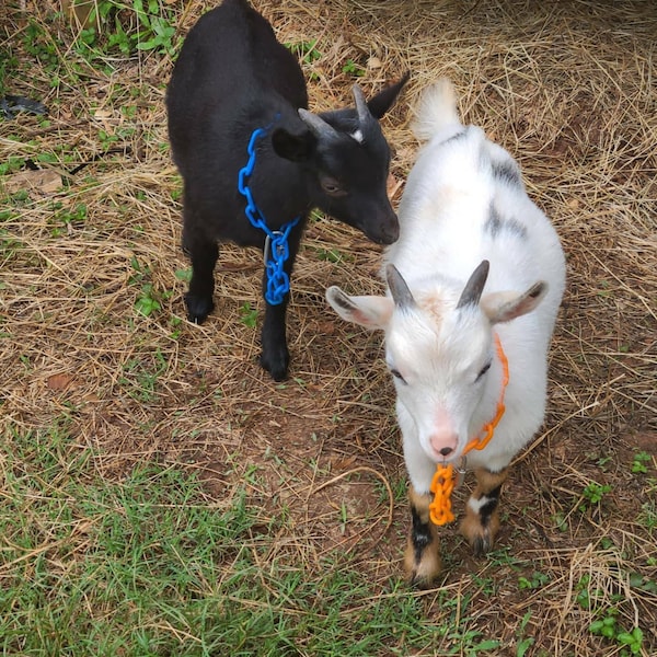 Goat Collar Plastic 6mm Chain With Metal Quick Link 20", 28" and 36" - Etsy
