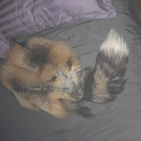 BOBCAT ULTRA SPOTTED Pelt Fresh Tanned Thick Heavy Pelt Fur Hide Log ...