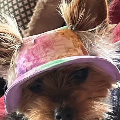 Dog Bucket Hat, Pet Headwear, Fashion Accessories for Pets - Etsy