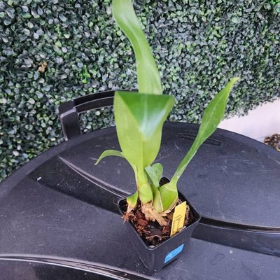 Onc. Sharry Baby RED FANTASY Frangrance Live Plant 3.5 Pot. Great ...