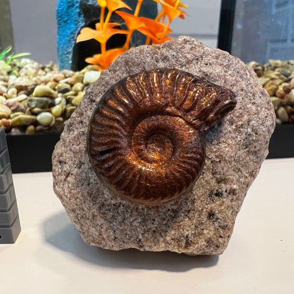 Pokemon Helix Fossil - Etsy