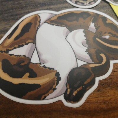 MULTIPLE MORPHS Ball Python Sticker Normal Piebald Banana Albino Clown ...