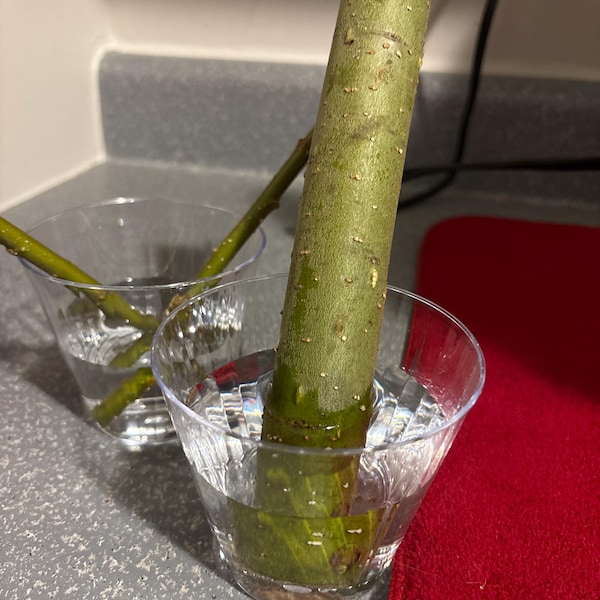 20 Trident Maple Bonsai Tree Seeds – Grow Acer Buergerianum – Japanese ...