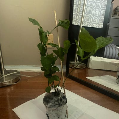 Afterglow Bougainvillea Small Well Rooted Starter Plantlive ...