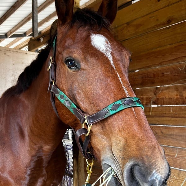 Anatomical Padded Leather Halter - Etsy