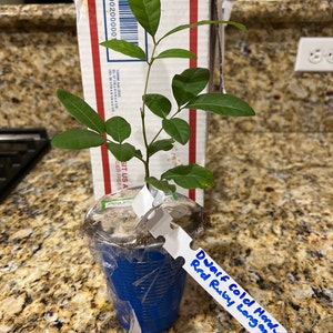 Dwarf Gulabi Jackfruit Starter Tree ROSE Scented Huge Fruit on Small 8 ...