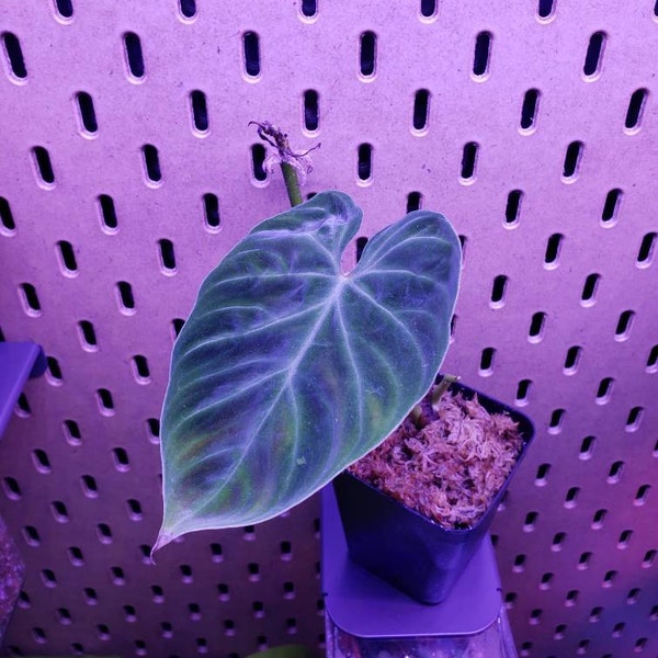 US Seller Philodendron Verrucosum Super 'mini' Red Back (cutting) - Etsy