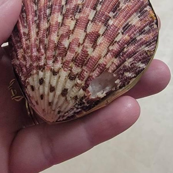 Shell Box - Natural Seashell Ring Box - Colorful Pectin Pallium Shell ...