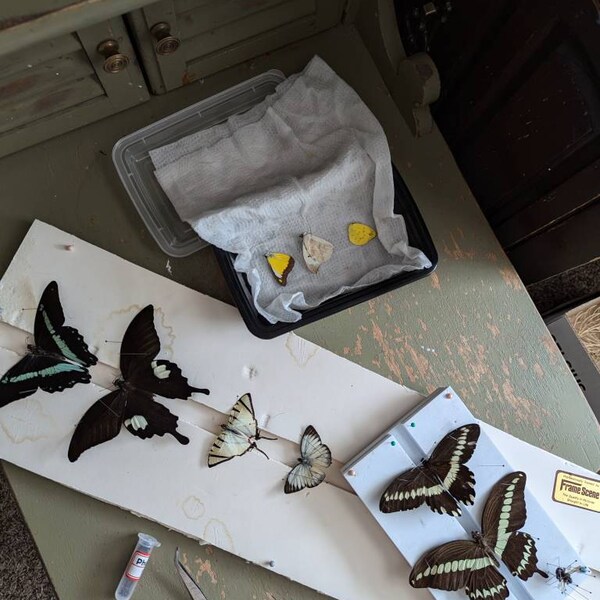 10-100 UNSPREAD RANDOM Butterflies Pack Lot Real Mixed Species Tropical ...