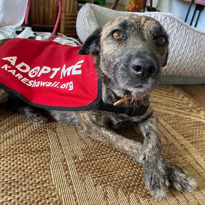 5-pack Adopt Me Dog Jackets Vests With GROUP NAME or WEBSITE - Etsy