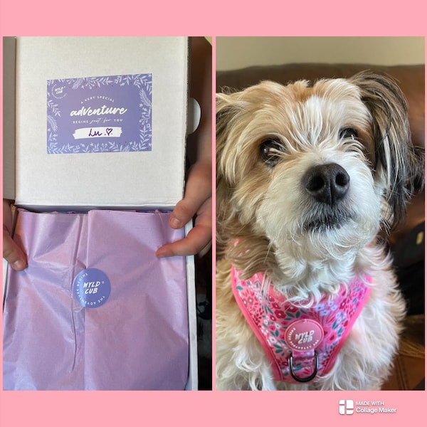 Adjustable Dog Harness for Extra Small Puppies to Large Dogs ...