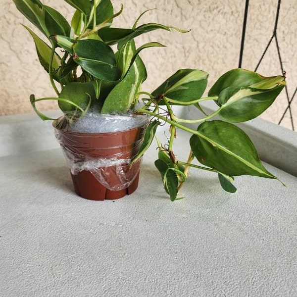Philodendron Rio Large | Philodendron Rio Starter Planter Plant | Rio ...