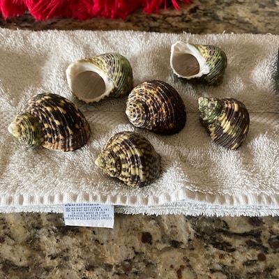 Hermit Crab Shell Set 6 Large Turbo Changing Shells Size 2-2 1/2 ...