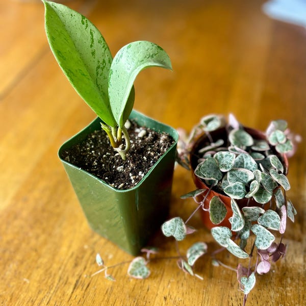 Hoya Pubicalyx ‘pink Silver Ghost’ - Etsy