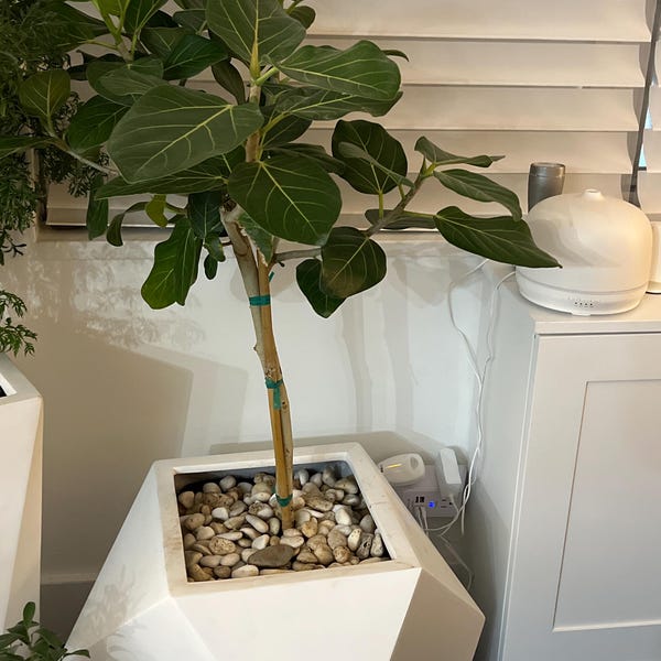 Ficus Audrey Tree Form Single Stem, Indoor Tree for Living Room - Etsy