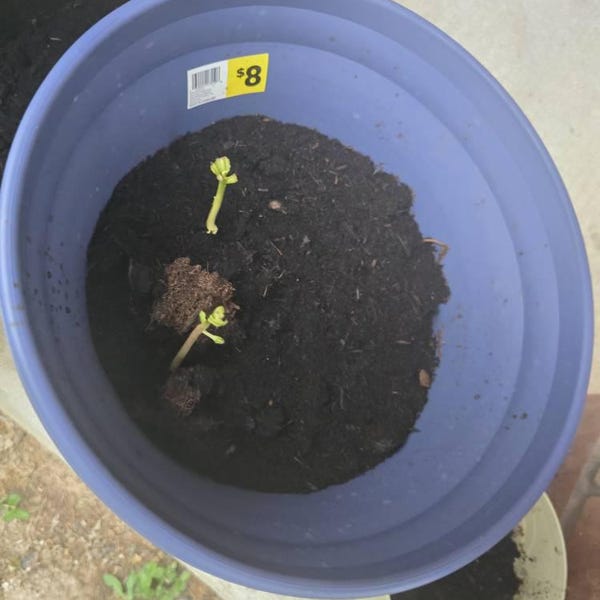 50 Sky Fruit Seeds, Mahoni, From Indonesia - Etsy