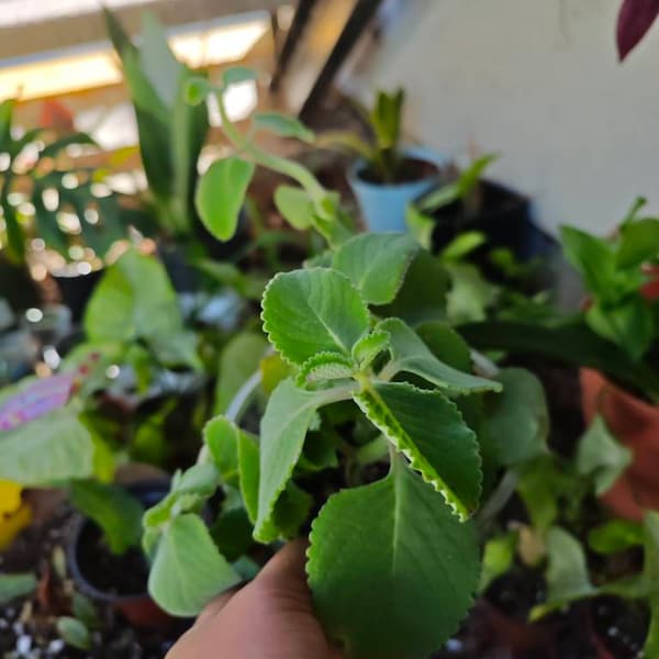 Wildcrafted Jamaican Cerasee (momordica Charantia) | Bitter Melon Dried ...