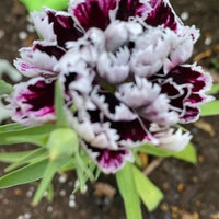 HEAVEN BLUE MILKWEED Tweedia Seeds - Rare Blue Milkweed / Blue Milkweed ...