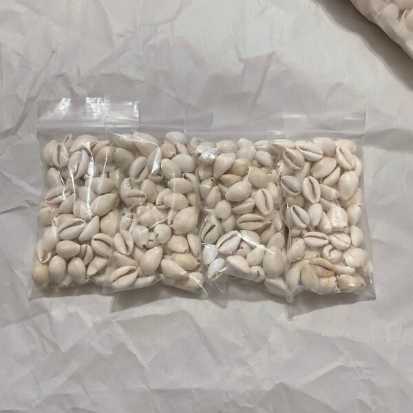 Small Scallop Baking Dish Seashells Pecten Yessoensis 8 Shells Approx ...