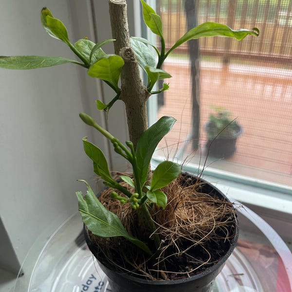 Kesar Mango Tree Plant (mangifera) Indian Queen Variety Grafted 2ft ...