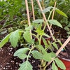 Honey Locust Tree Sapling, Honey Locust Live Plant, Honey Locust, Live ...