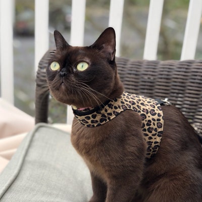 Safetykatz Walking Jacket Baby Cheetah Custom Made Cat Reversible ...