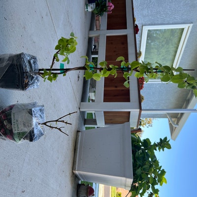 Alnus Serrulata Smooth Alder Native Plant 1 Gallon Pot - Etsy