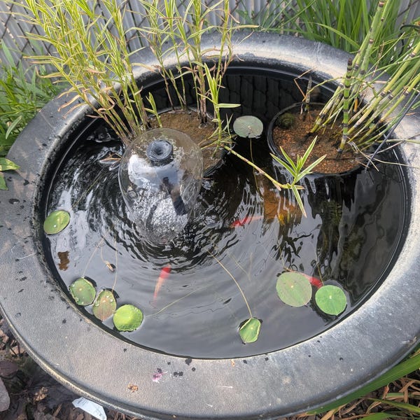 Nymphaea caerulea | Blauer Ägyptischer Lotus | Heilige Seerose | Blauer ...