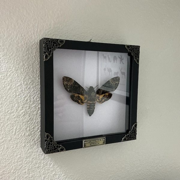 Real Framed Death Head Moth Acherontia Frame Dried Butterfly Skull Dead ...