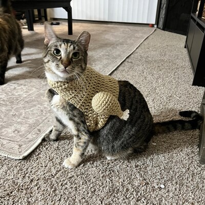 MADE TO ORDER Piña Colada Cat Hat Hats for Cats Costumes for - Etsy