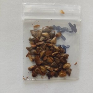 Yellow Elder Tree tecoma Stans Seeds - Etsy