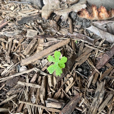 20 Wild Geraniums Plants Cranesbill Geranium Maculatum Organic Bare ...