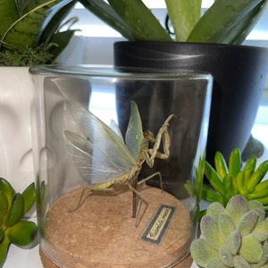 Praying Mantis in Glass Dome Display Real Insect Taxidermy Specimen for ...