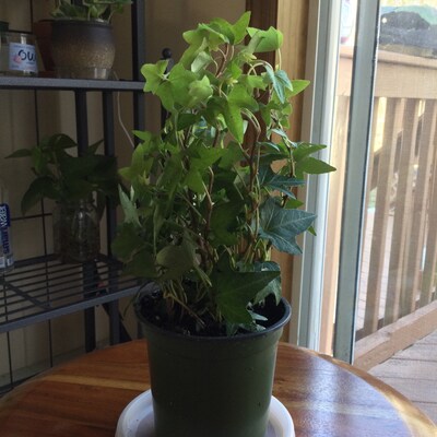 4 Needlepoint Ivy/hedera Helix/english Ivy Houseplants/foliage Plants ...