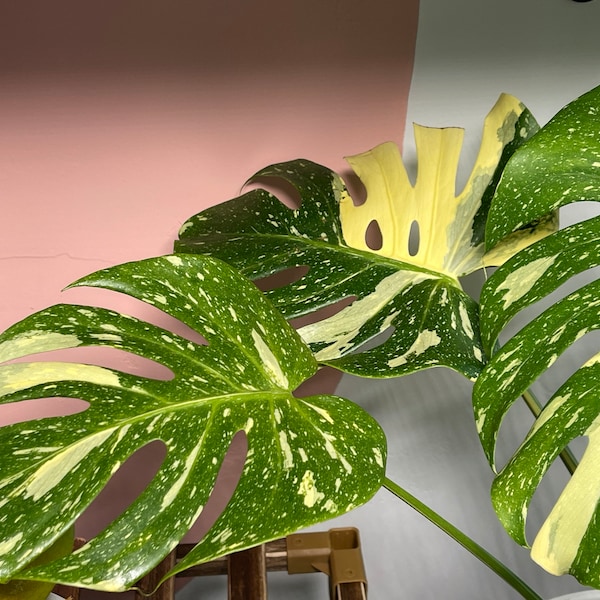 Extra Large Variegated Monstera Thai Constellation: Rooted Rare ...