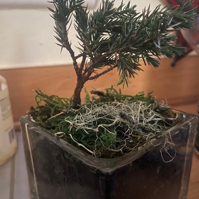 Miniature Tree Terrarium Kit - Etsy