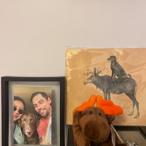 Labrador Retriever Chocolate Lab Riding Moose Vintage Collage Art Print ...