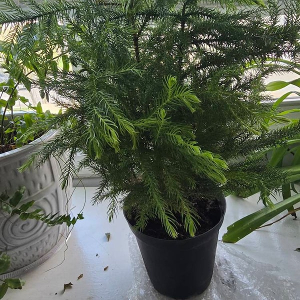 Bunny Rabbit Pot Hugger for Flower Pot • Gardening Gifts • Unique ...