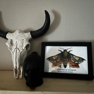 Edvard Munch's the Scream Hawkmoth Painting Print 6x8 Framed ...